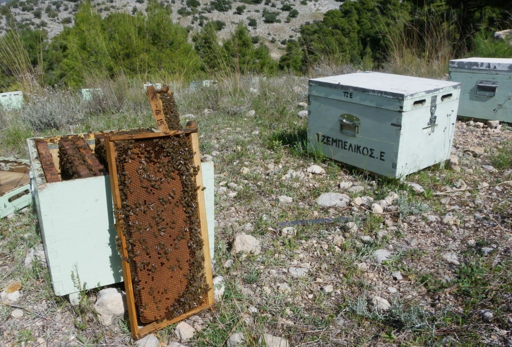 ΜΕΛΙΣΣΙΑ ΚΑΙ ΠΑΡΑΦΥΑΔΕΣ ΜΕΛΙΣΣΙΩΝ | μέλι, μελίσσια, παραφυάδες - Μέλι ...