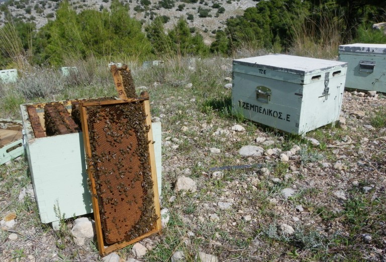 ΜΕΛΙΣΣΙΑ ΚΑΙ ΠΑΡΑΦΥΑΔΕΣ ΜΕΛΙΣΣΙΩΝ | μέλι, μελίσσια, παραφυάδες - Μέλι ...